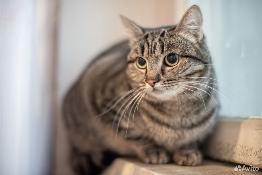 Кошечка "табби" Стася