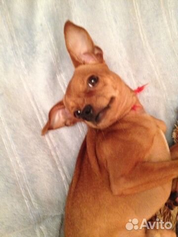 Той терьер Лютик ищет невесту в первый раз