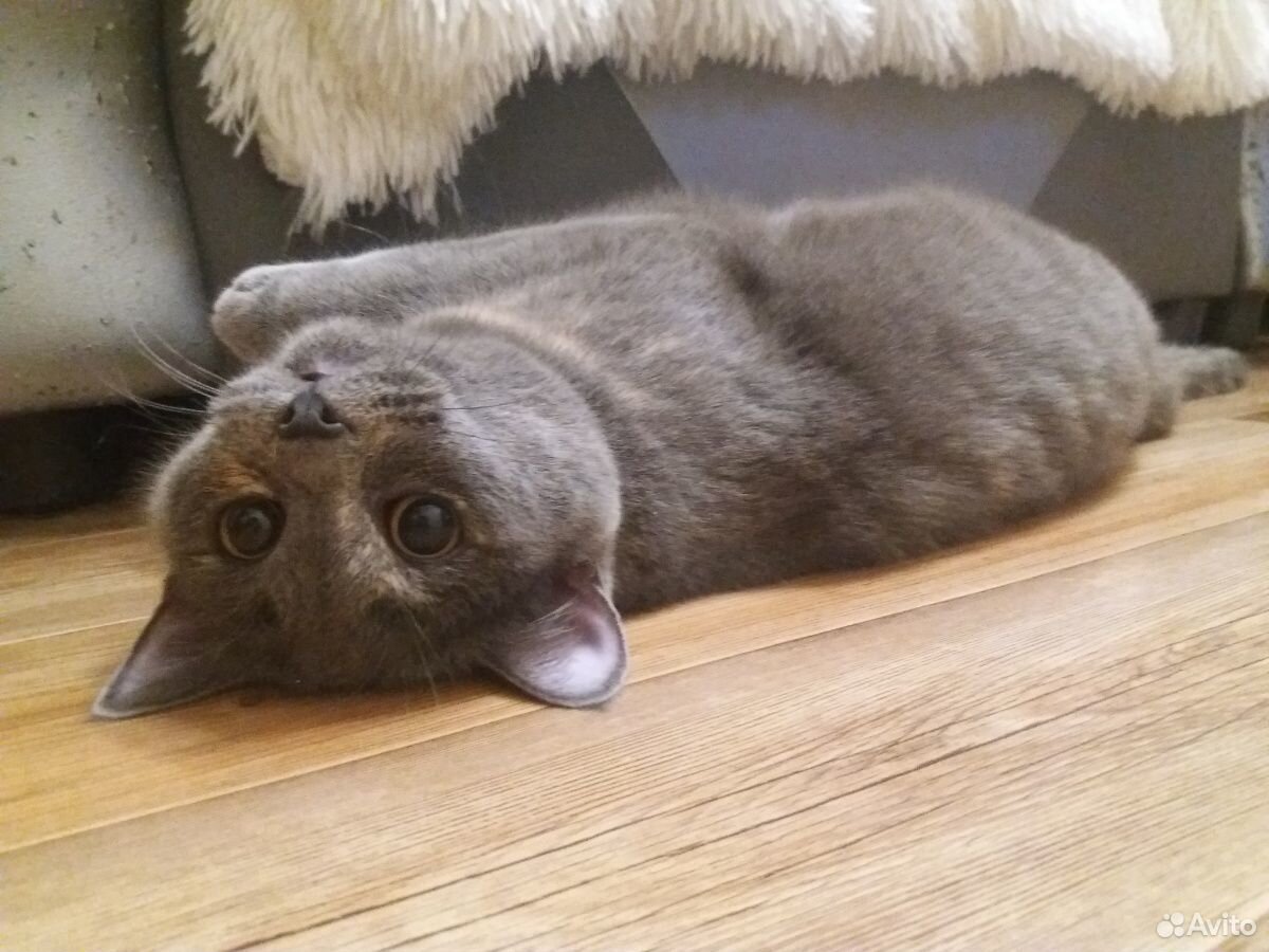 Кошка