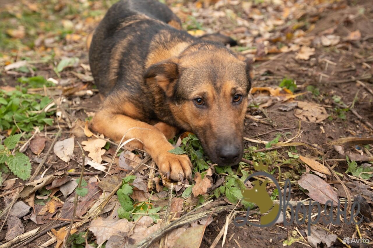 Молодая и красивая Тина в поиске дома и семьи