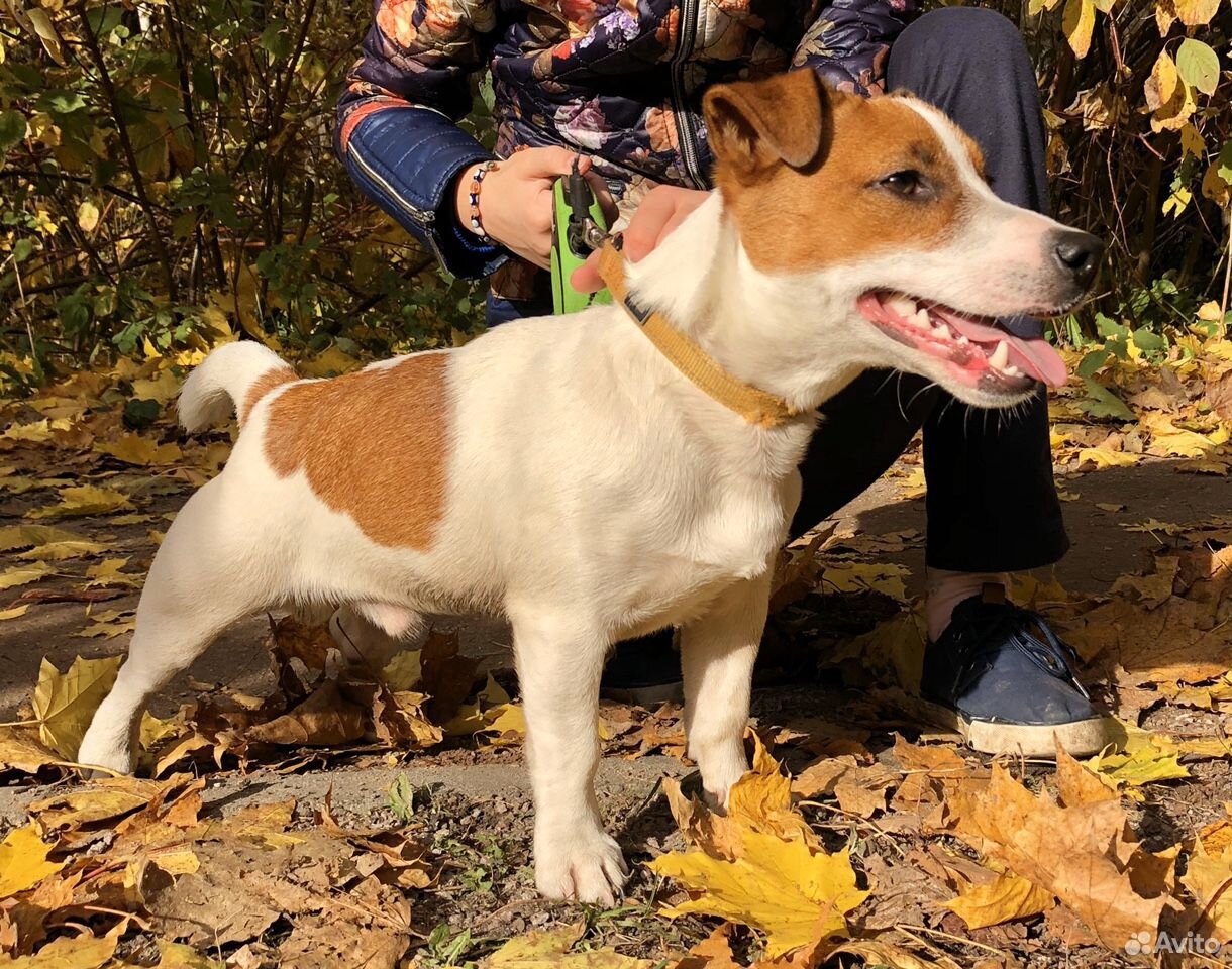 Вязка. Джек Рассел терьер. Чемпион. Кобель. Случка
