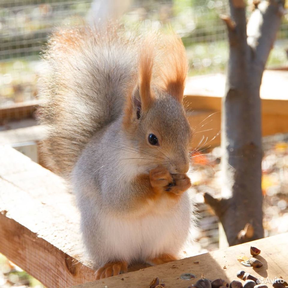 Белочки для вашего участка