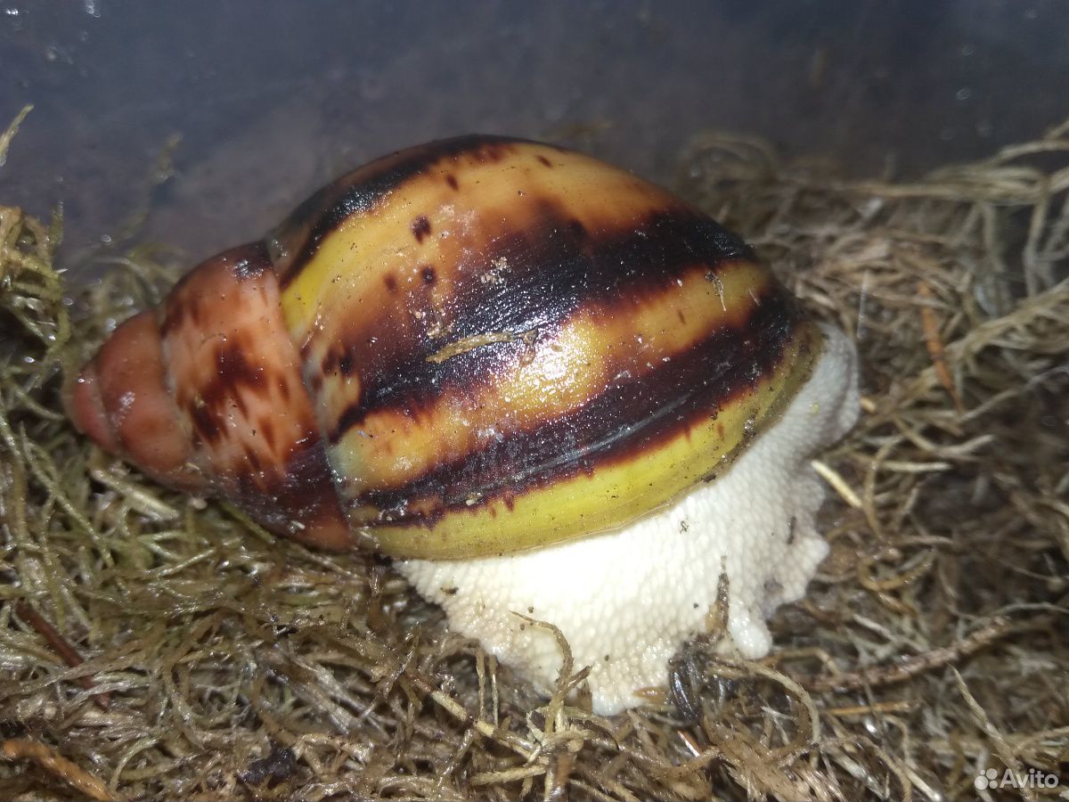 Сутуралисы сильвер