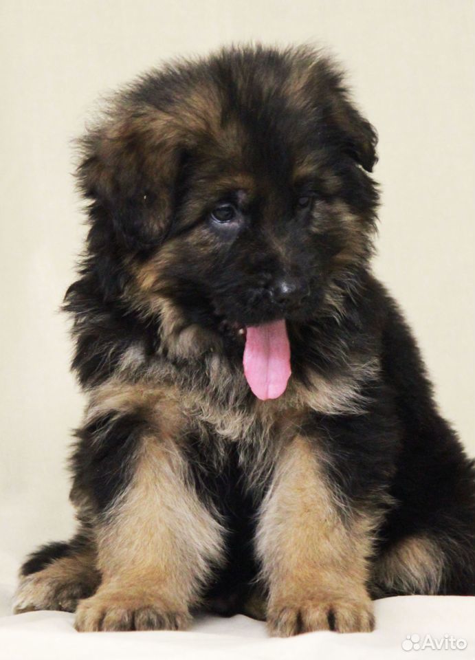 Немецкая овчарка. Длинношерстная девочка