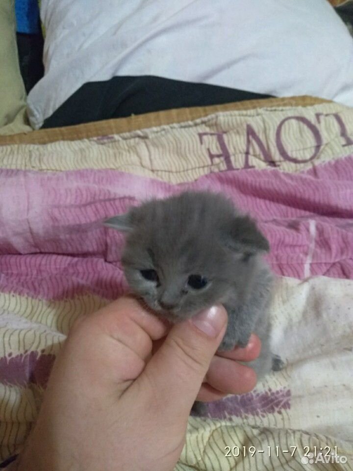 Британские милашки