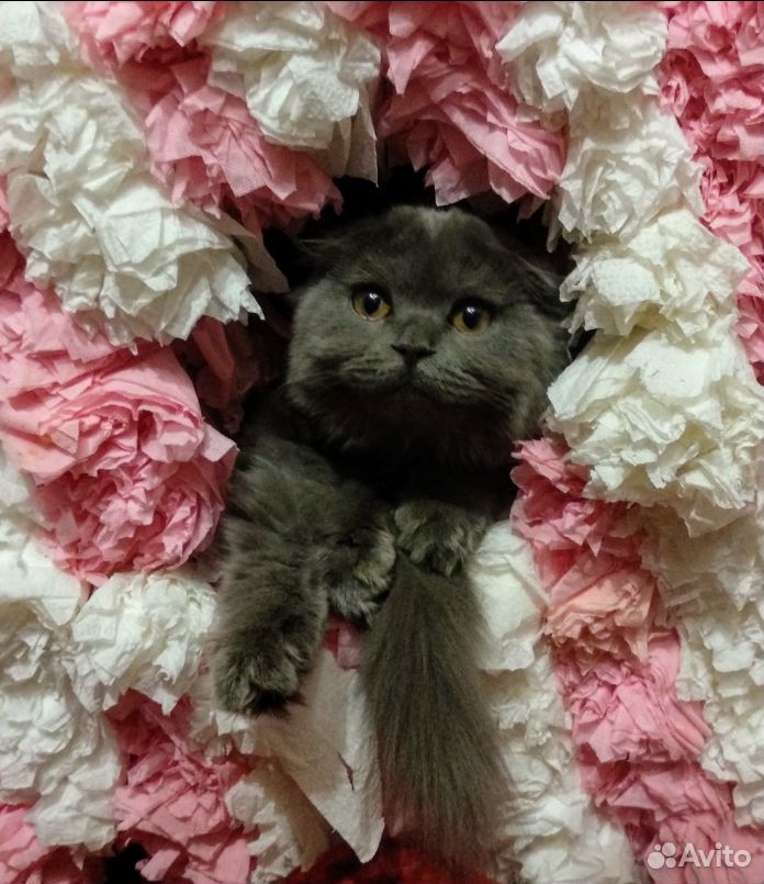 Вязка шотландская ищем мужа