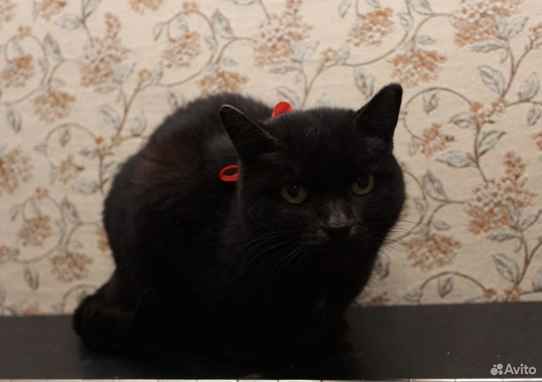 Кошка - чёрная пантера (кошки)