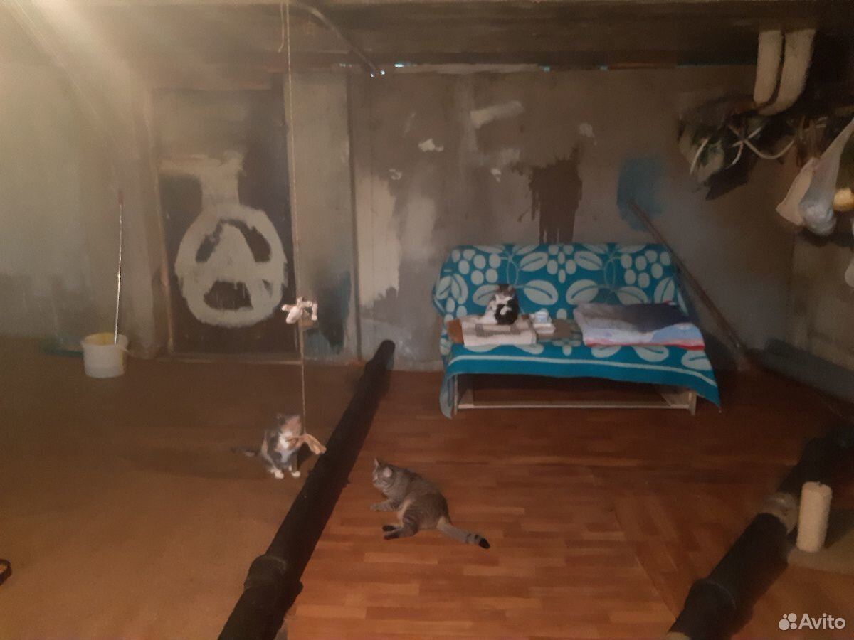 Небольшой кошачий приют, который не имеет статуса