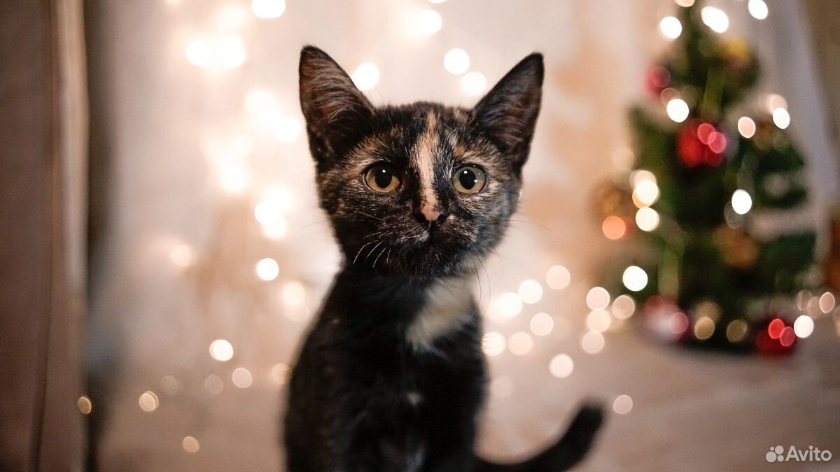 Котенок Месси в добрые руки
