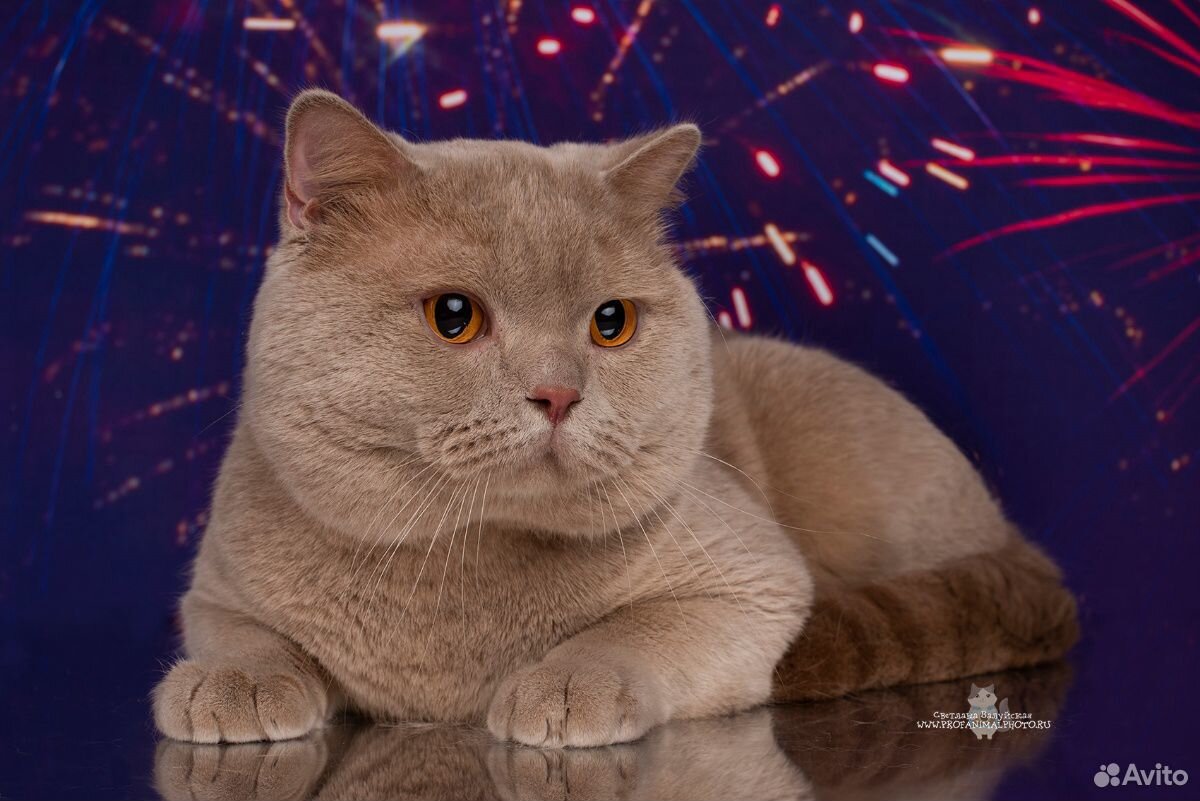 Британский короткошерстный кот вязка