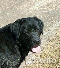 Отдам лабрадора