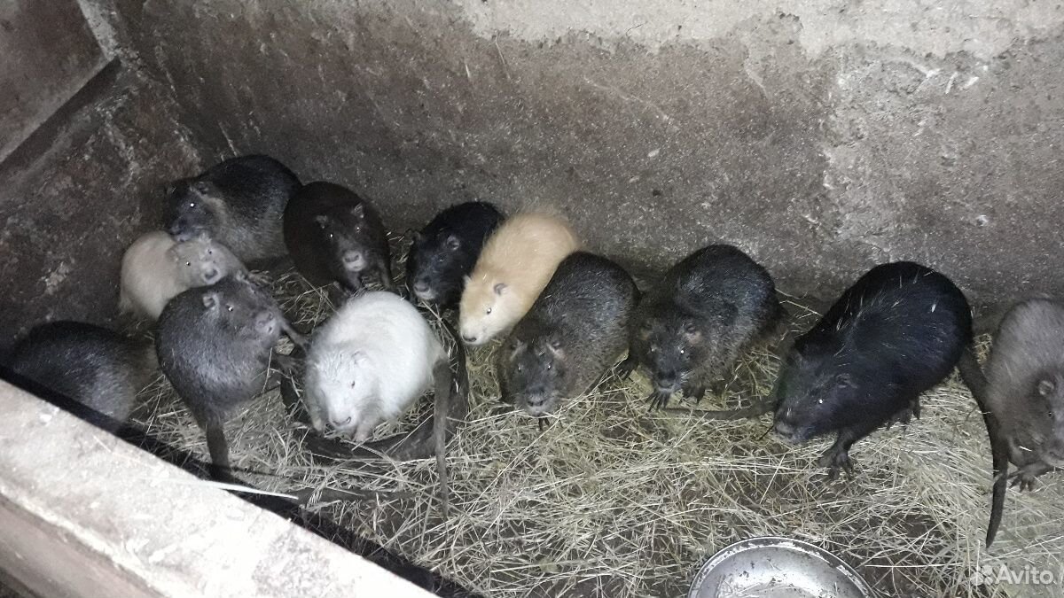 Продам нутрий, самцов,племенных