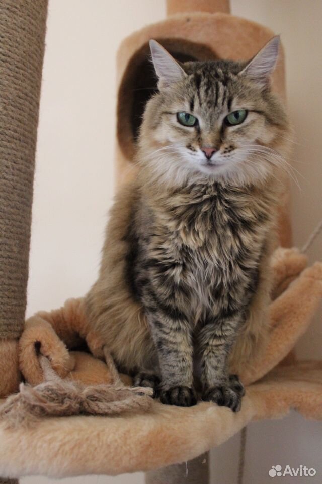 Кошка Рысь