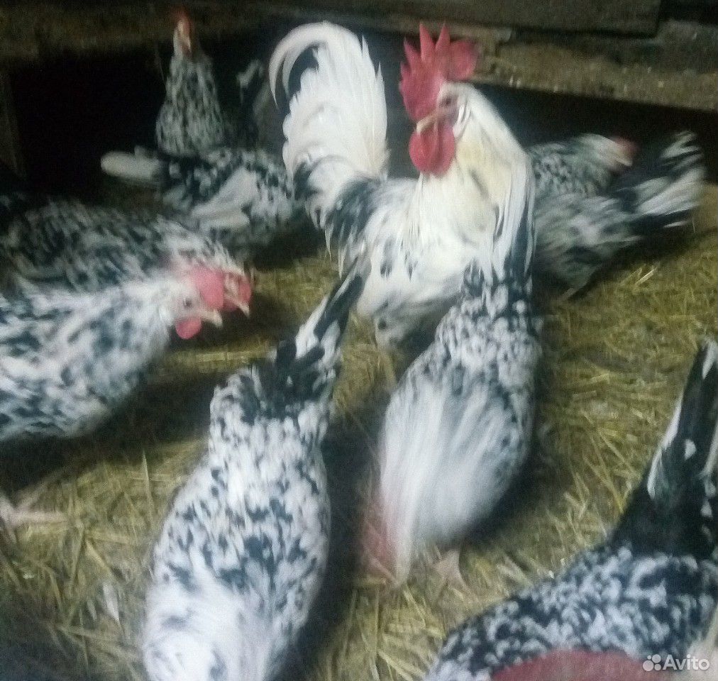 Долматин Леггорн ия