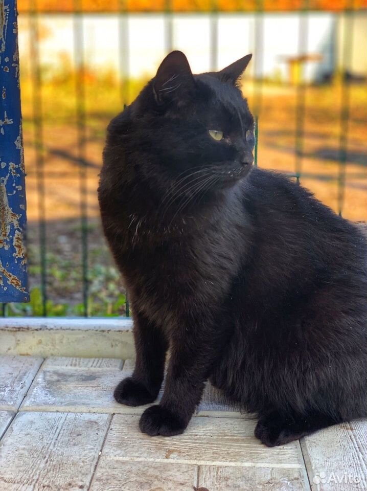 Кот