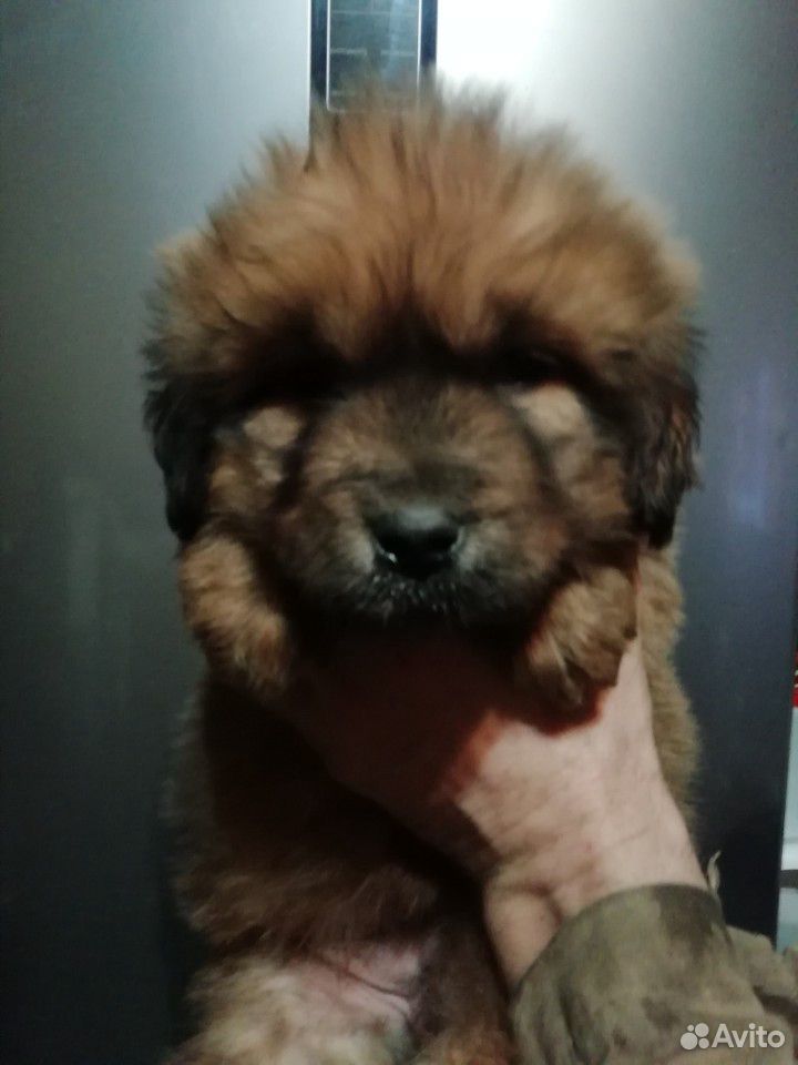 Тибетский мастиф. щенки