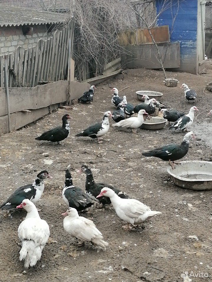 Продаю домашних индоуток