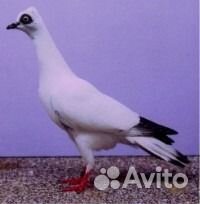 Голубь венский длинноклювый