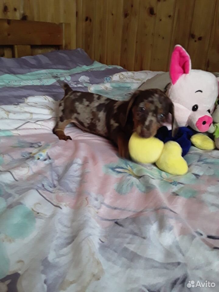 Мраморные мини таксы