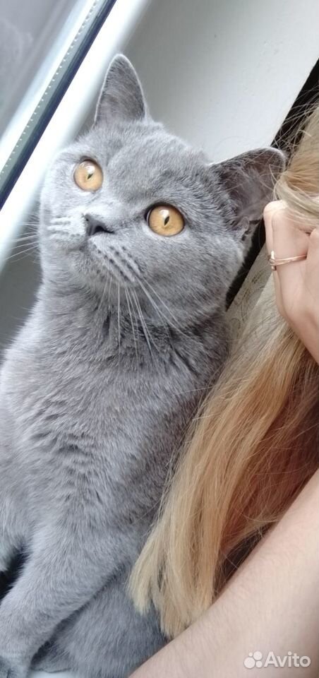 Британец на вязку