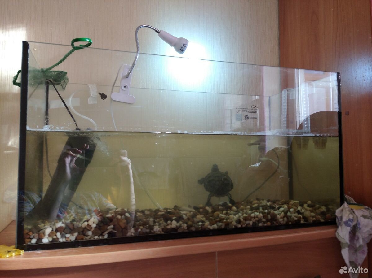 Красноухая черепаха с приданным