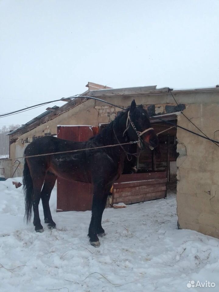 Жеребец кобыла