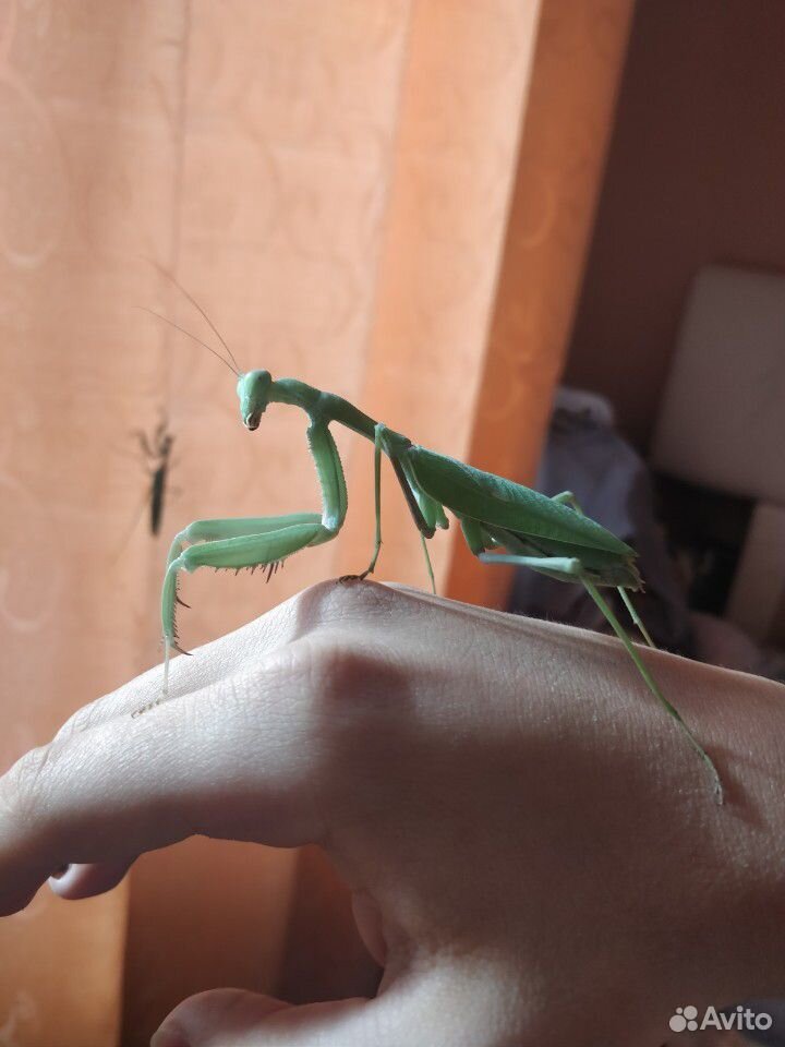 Оотека богомола sphodromantis viridis