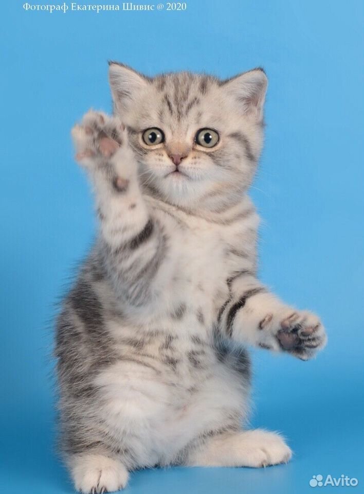 Шотландский котёнок (с документами)