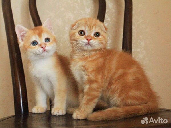 Огонёк - красный мраморный котик