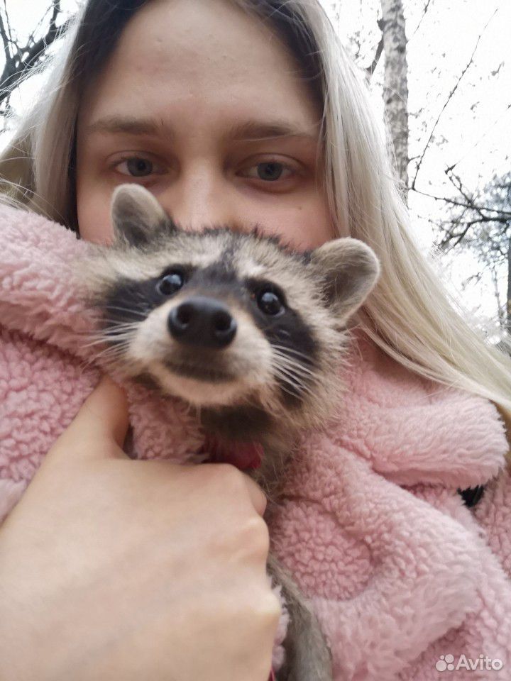 Ручной енот, девочка, 4 месяца