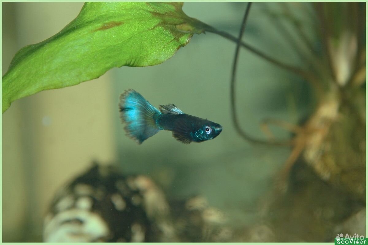 Продаются рыбки гуппи чистой линии