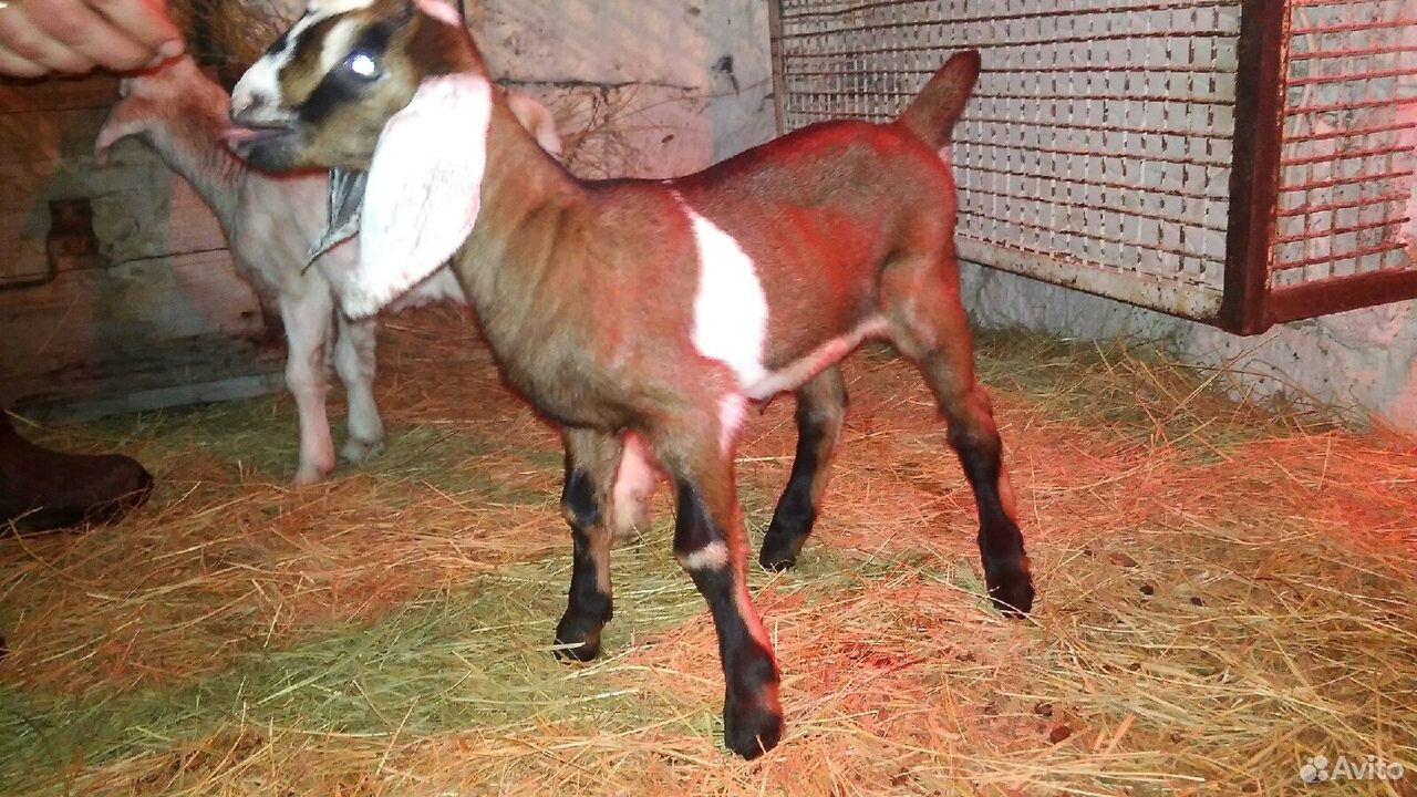 Англонубийская козочка