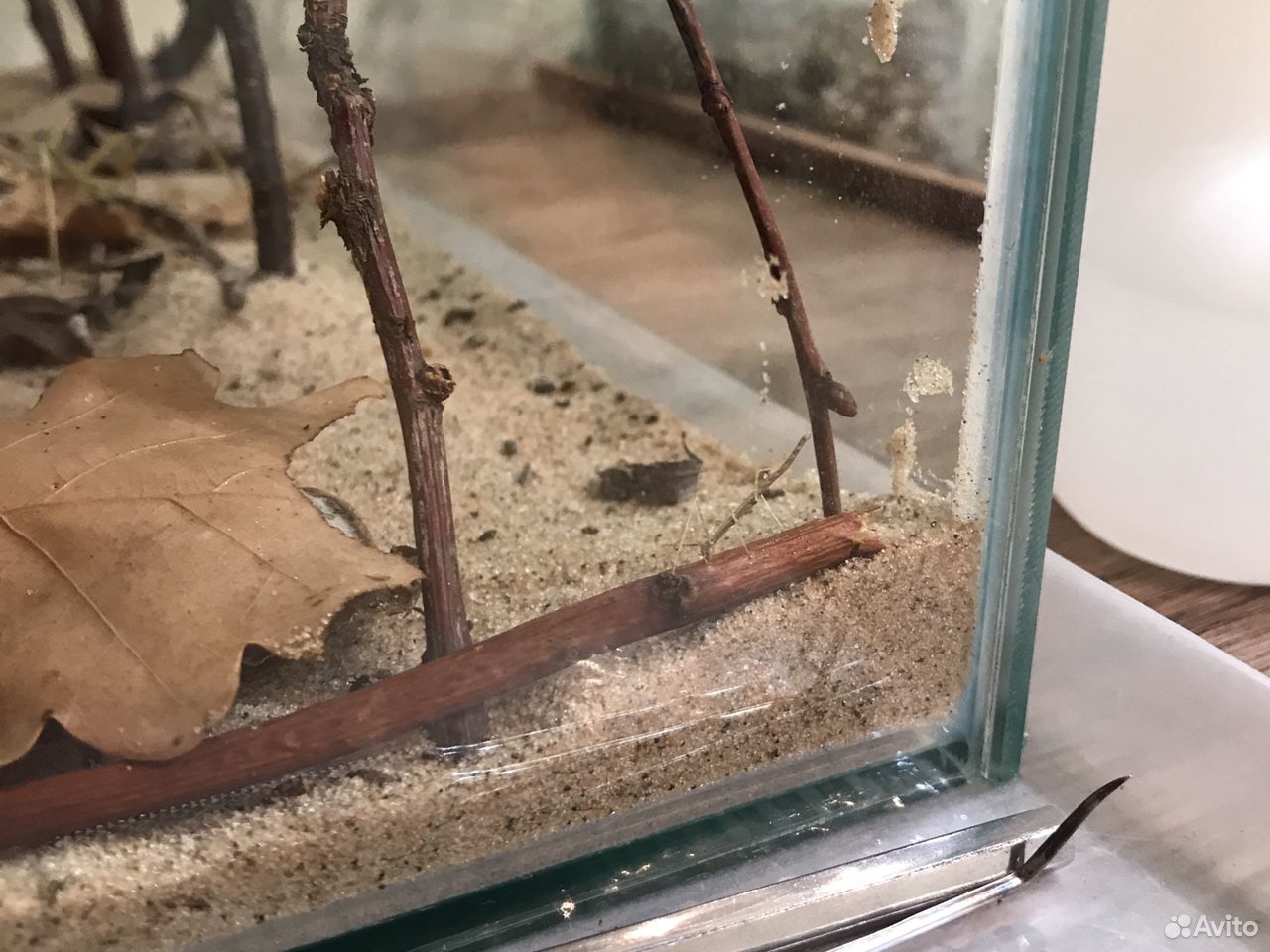 Аннамские палочники