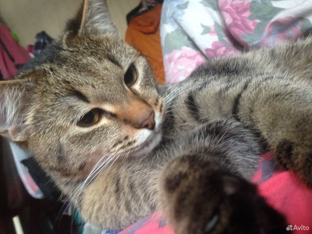 Котик (полгода)