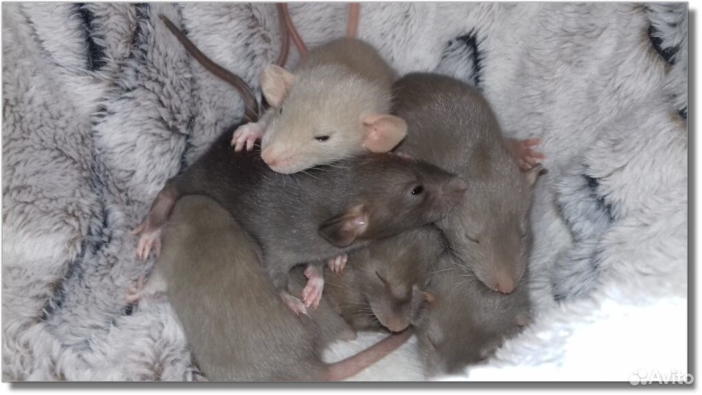 Крысята Дамбо (лазурные, шоколад,беж)