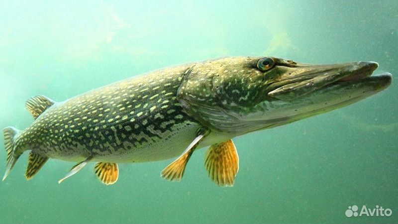 Щука для зарыбления