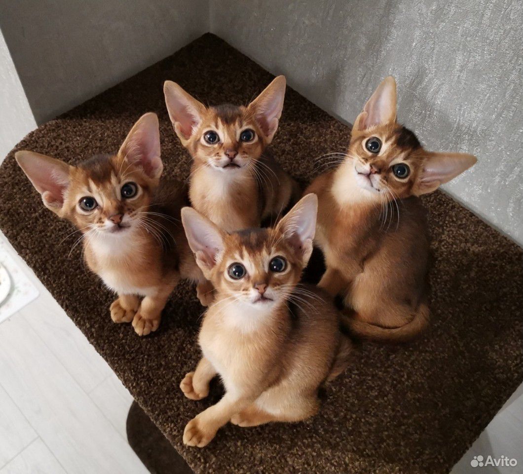 Абиссинские котята