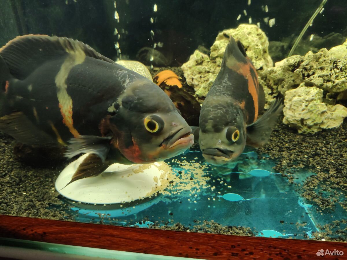 Аквариумные рыбки