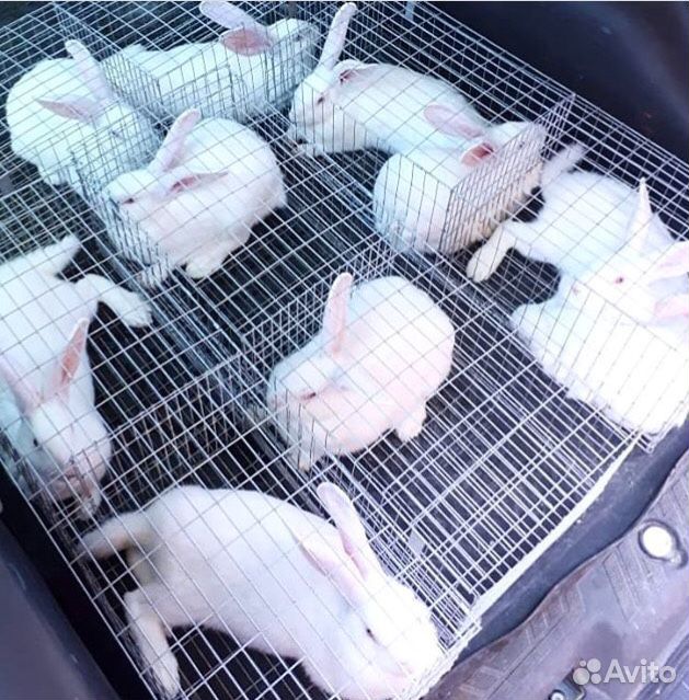Кролики хиколь