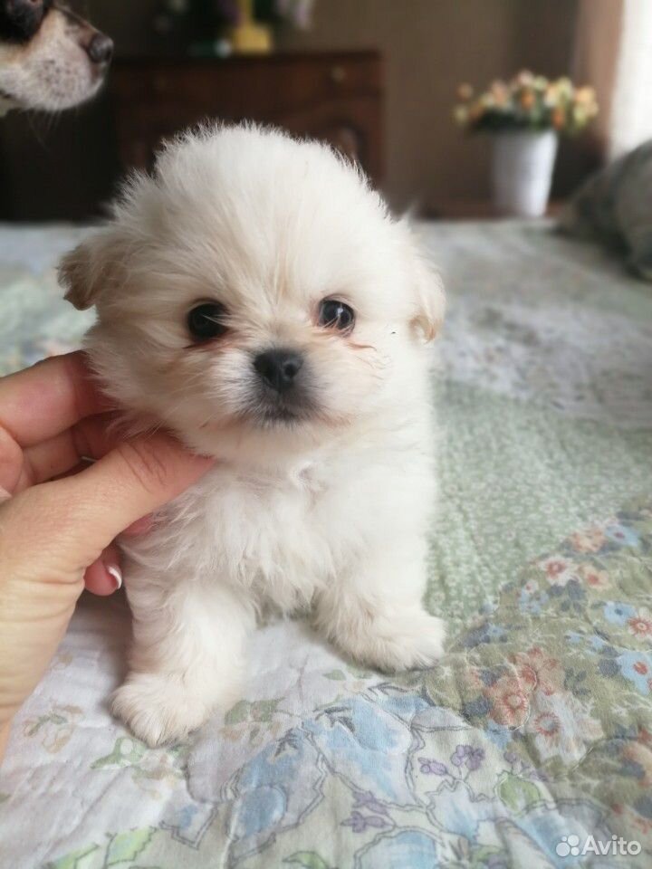 Малюсенькие комочки