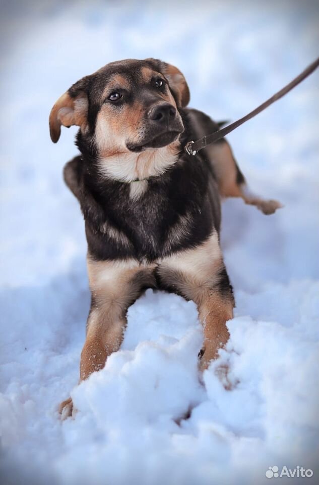 Красивая умница щенок 6мес среднего размера