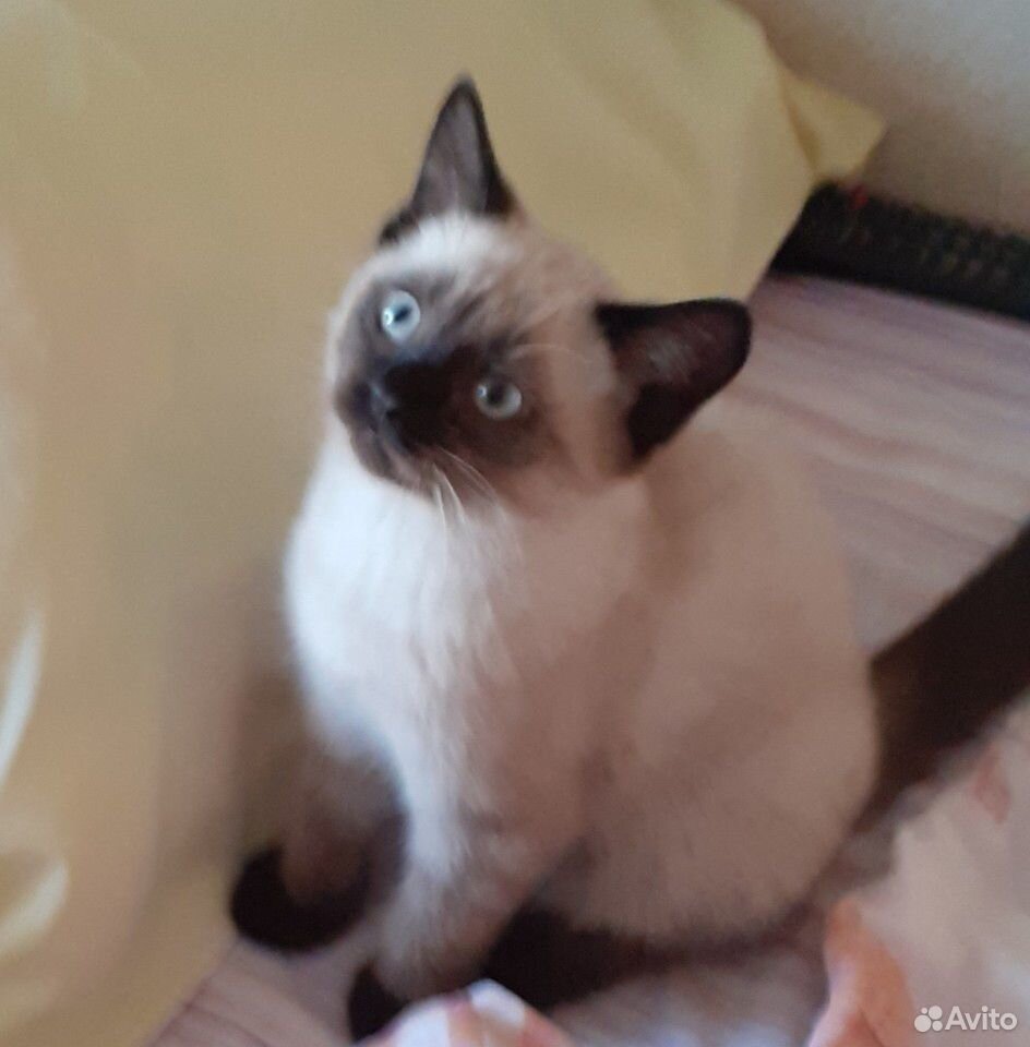 Котята шотландские