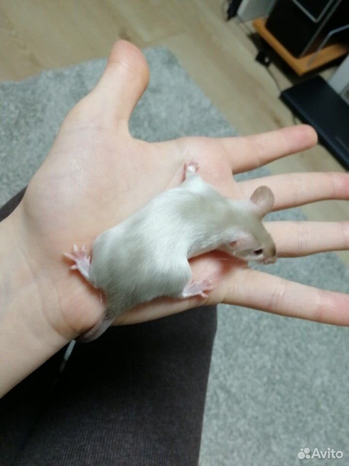 Мыши в добрые руки