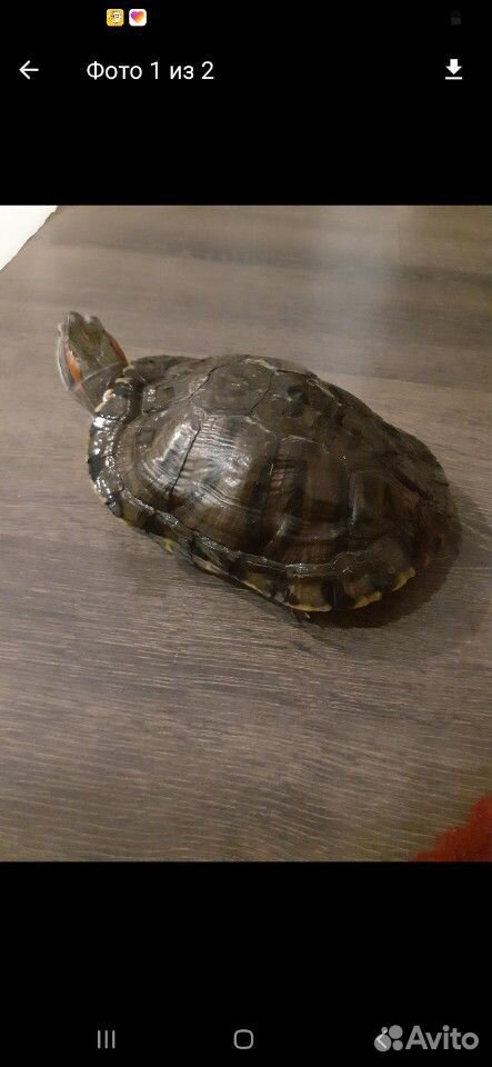 Черепаха