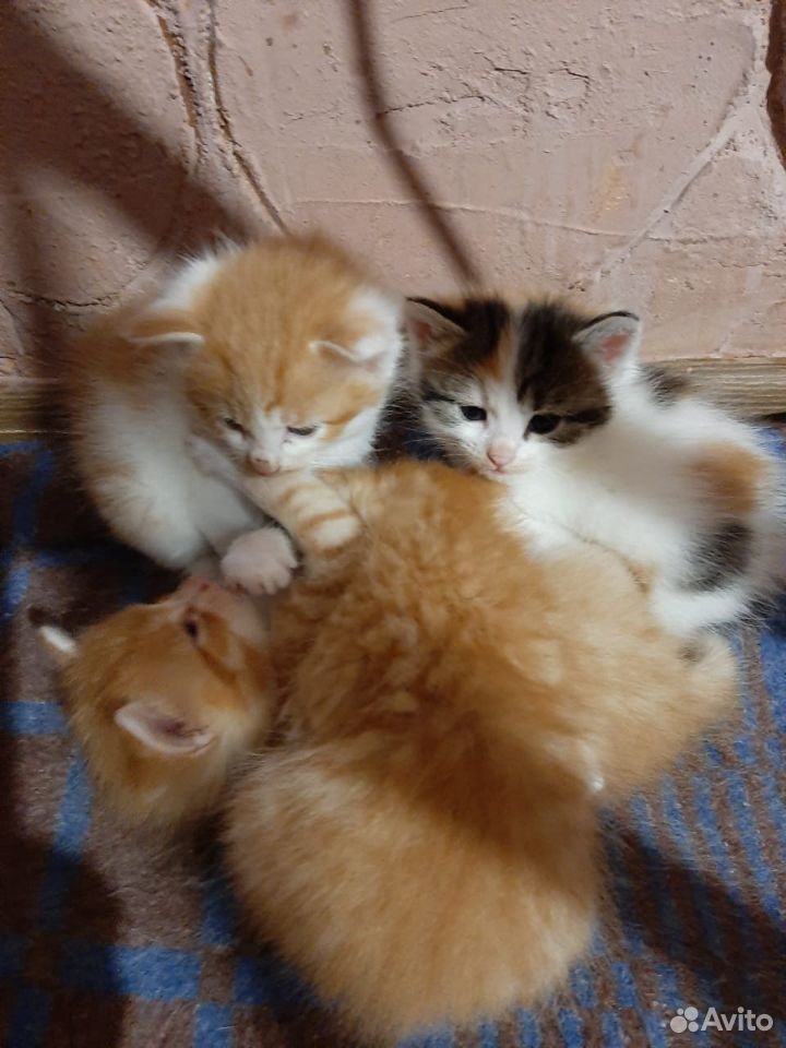 Кошка