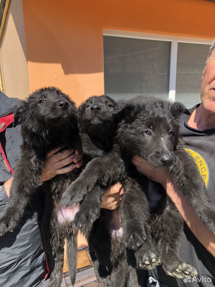Щенки Бельгийской овчарки (Грюнендаль)