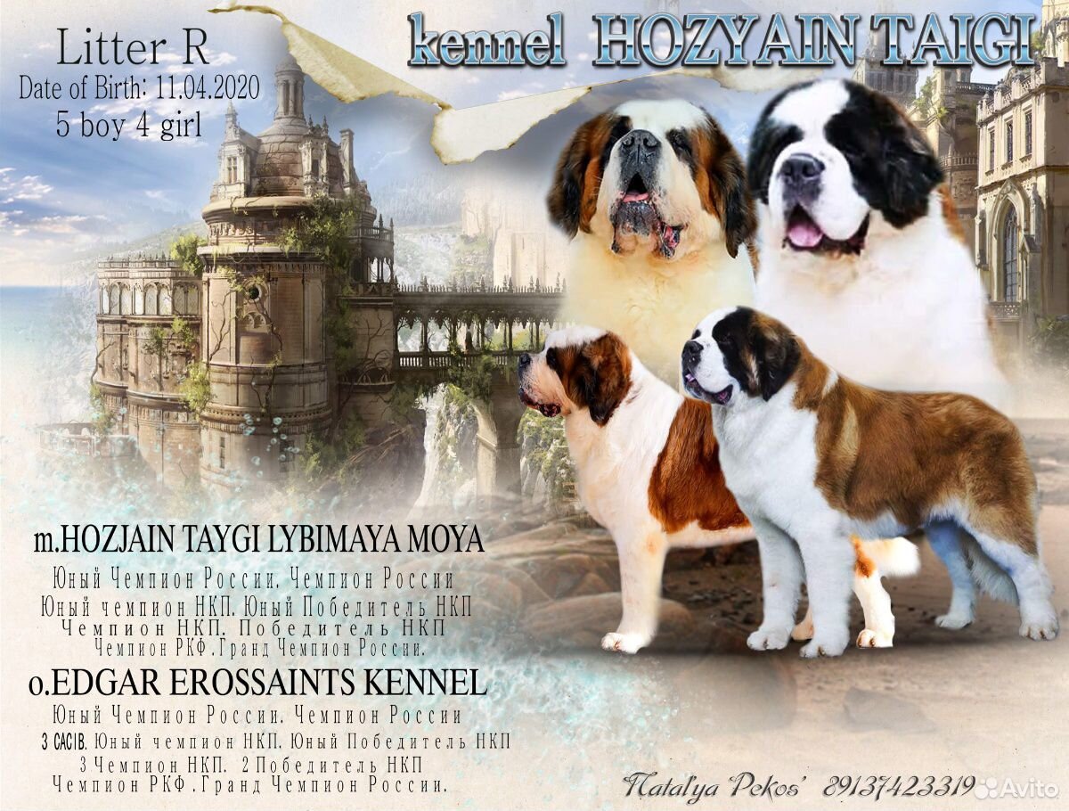 Сенбернар шикарные щенки