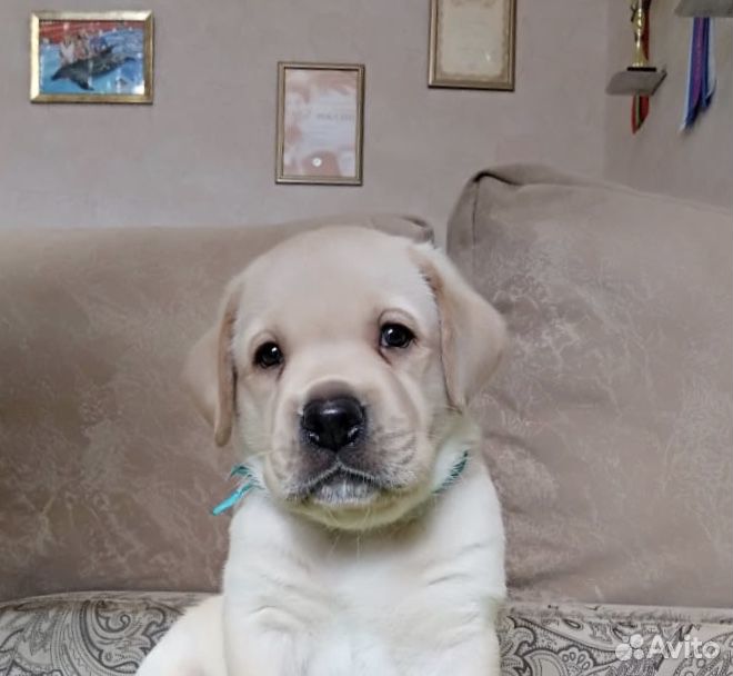 Лабрадор палевый мальчик девочка 1,5 мес