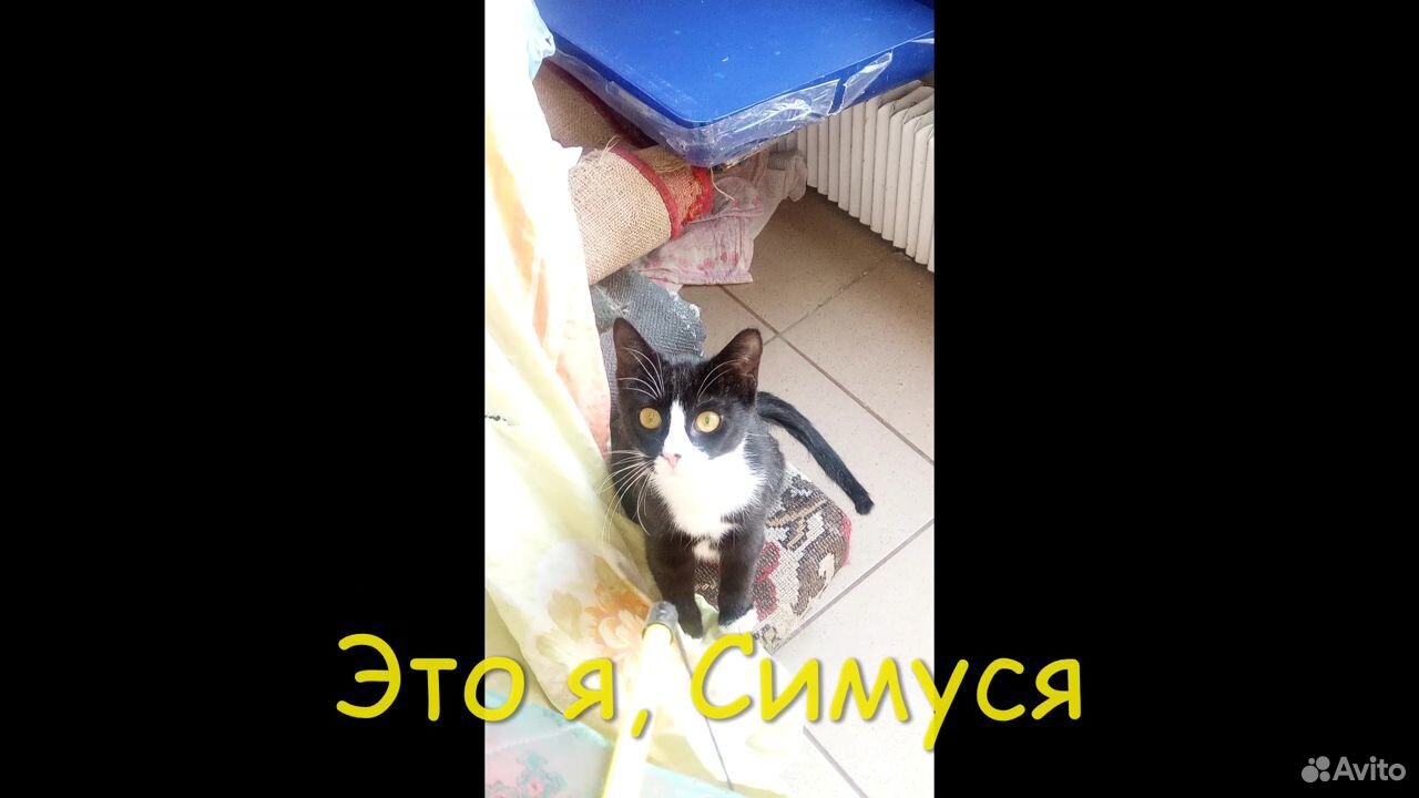 Симуся ищет дом