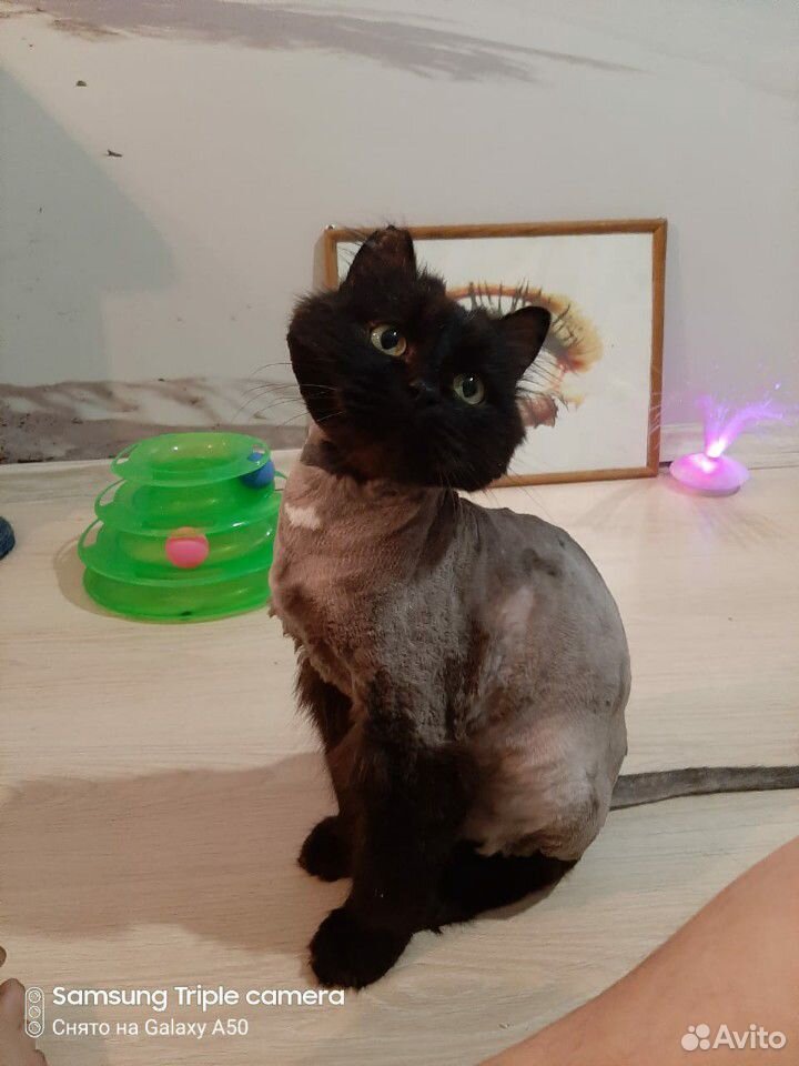 Кот